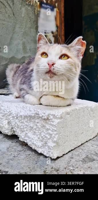 A calico stray cat with golden eyes and a notched ear rests in a loaf ...