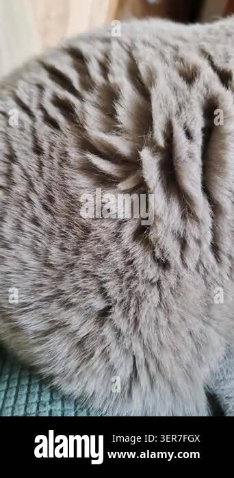 Extreme macro detail of plush, grey animal fur reveals soft, wavy ...