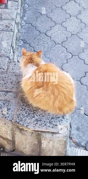 A longhair ginger and white cat sits on a decorative stone tile walkway ...
