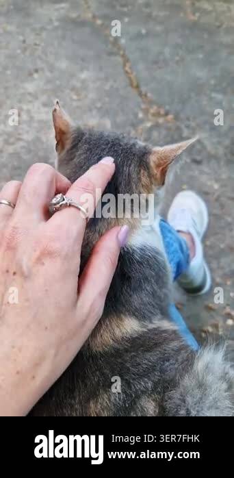 A hand with lavender nails gently pets a cat sitting on a lap outdoors ...
