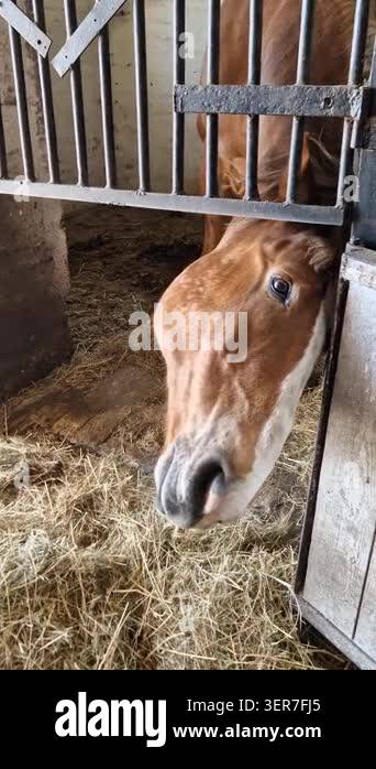 A curious chestnut horse peeks its head under heavy iron bars out of a ...