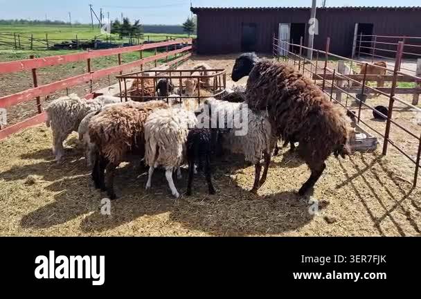 A diverse flock of sheep gathers around a metal feeder to eat hay ...