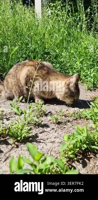 A brown tabby cat hunched over eating dry food from a dirt path ...