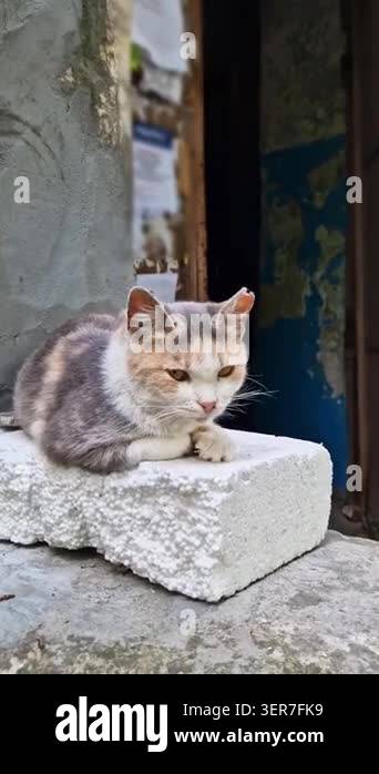 A dilute calico cat rests calmly on a white polystyrene block ...