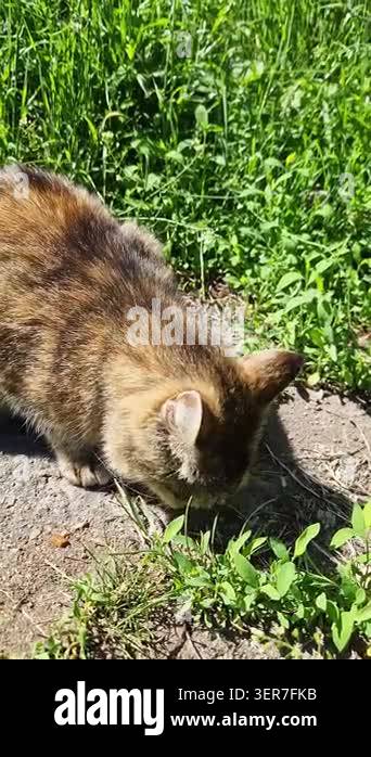 A brown tabby cat crouches and sniffs the dirt patch among vibrant ...