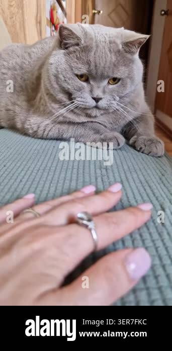 A grey British Shorthair cat rests on a green sofa, staring at a female ...