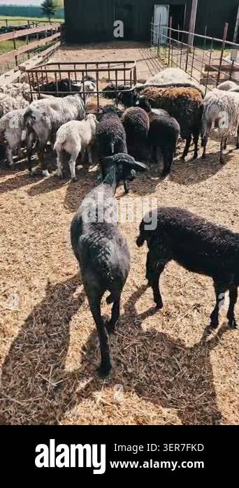 A diverse flock of sheep with woolly coats feeds on hay from a metal ...
