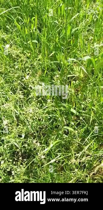 Dense green grass and small white wildflowers grow in a bright sunlit ...