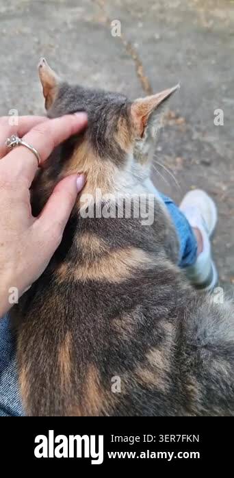 A woman hand gently strokes the soft fur of a calico cat sitting ...