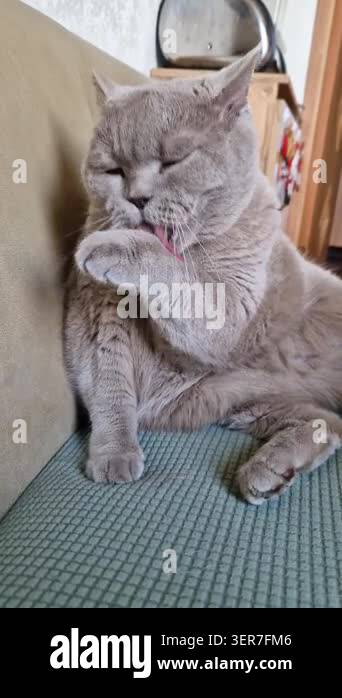 A chubby grey British Shorthair cat meticulously licks its front paw on ...