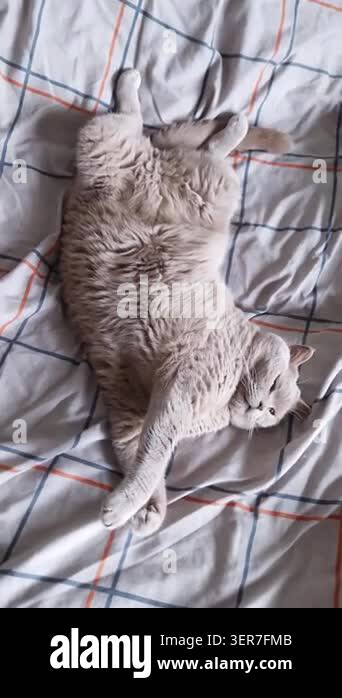 A fluffy lilac British Shorthair cat lies relaxed on its back across a ...