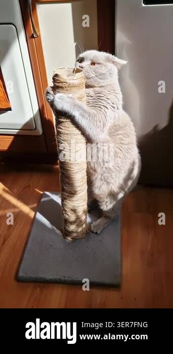 A light grey Scottish Fold cat stands on its hind legs to scratch a ...