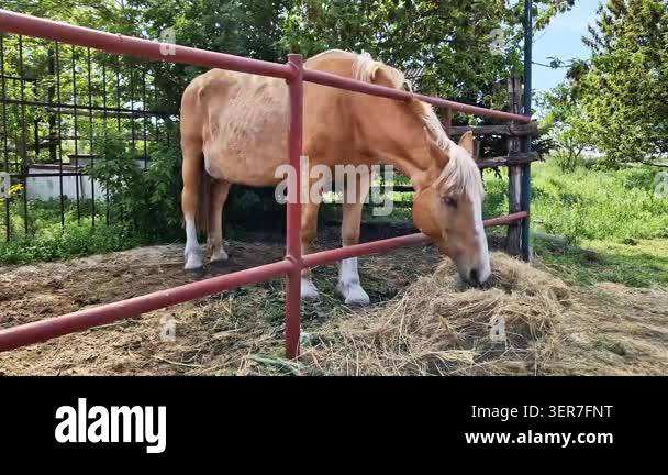 A light brown palomino horse stands behind a red metal fence eating dry ...