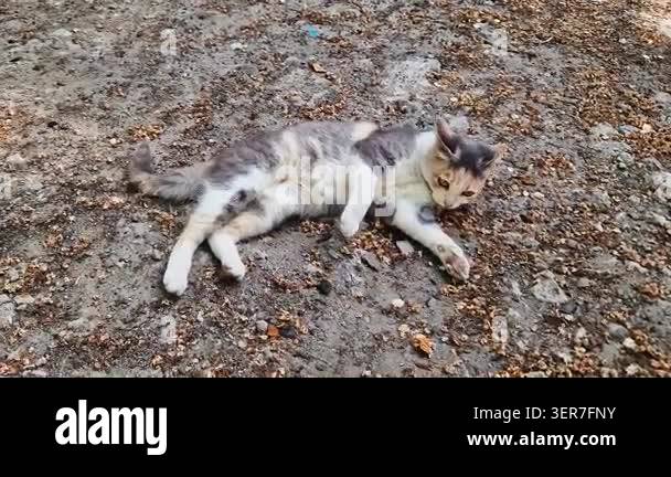A stray calico cat rests peacefully on a dirt ground covered with ...