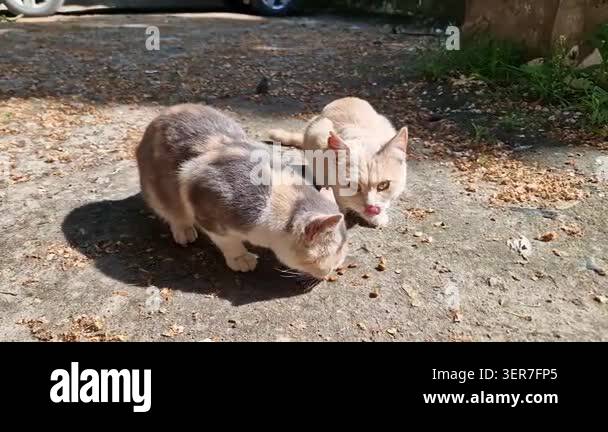 Two stray cats with calico and cream fur patterns eat dry kibble on a ...
