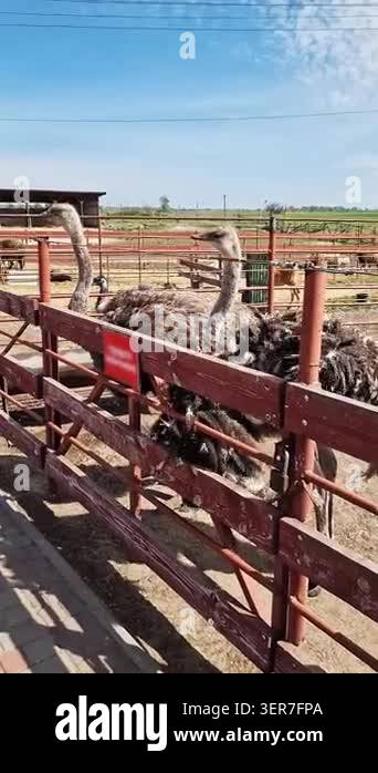 Two large African ostriches stand behind a rustic wooden fence in a ...