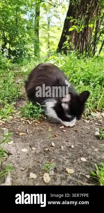 A black and white tuxedo cat enjoys dry kibble on a dirt path ...