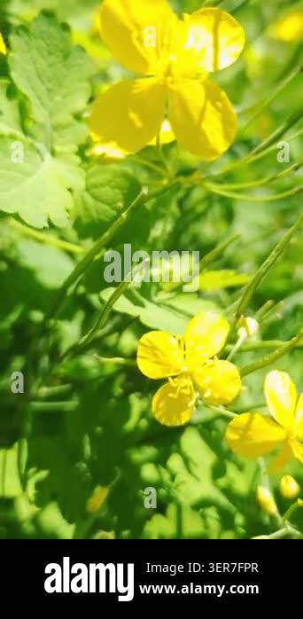Close-up view of bright yellow Great Celandine flowers with green ...