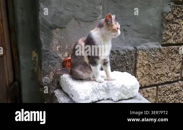 A tricolor calico cat sits alertly on a white styrofoam block against a ...