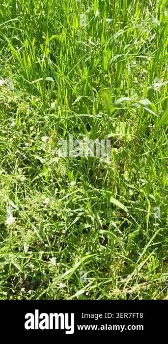 Lush green grass and tiny white wildflowers grow densely in a vibrant ...