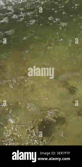 Agitated bubbles and ripples cover the surface of bright lime green ...
