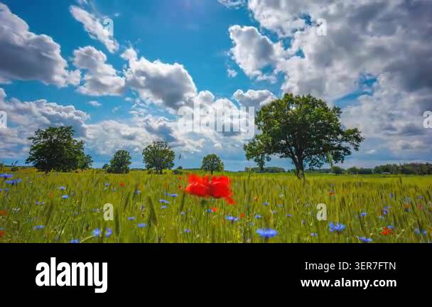 Low-angle meadow with red poppies and scattered trees under dramatic ...