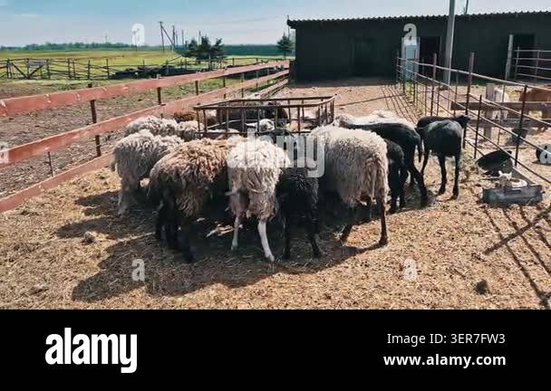 Diverse sheep gather to eat dry hay from a metal rack inside a rustic ...