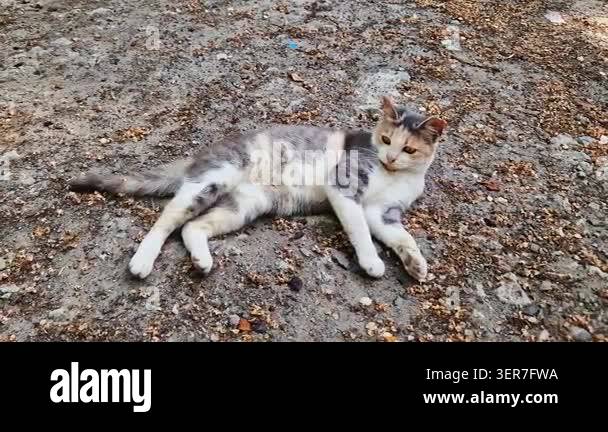 A tricolor calico cat lies on dry dusty soil with fallen seeds while ...