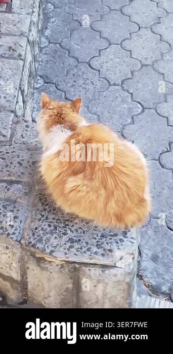 A fluffy orange and white cat sits peacefully on a grey patterned stone ...