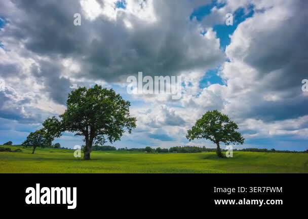 Landscape with oak trees and fast moving cumulus clouds. Lithuania ...