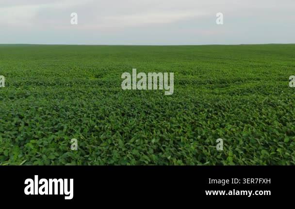 Vast green soybean field swaying in the wind, stretching out to the ...