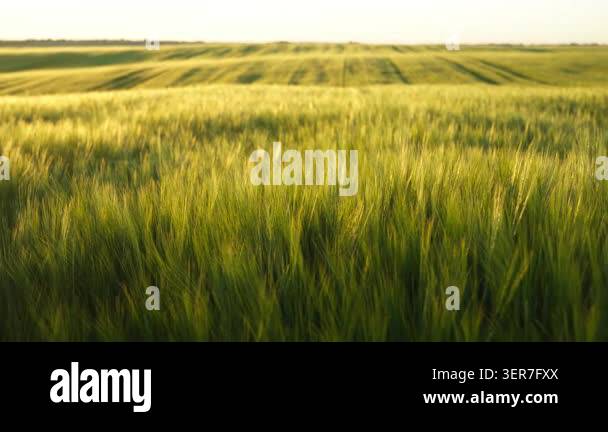 Beautiful view of a green wheat field at sunset. Golden sunlight ...