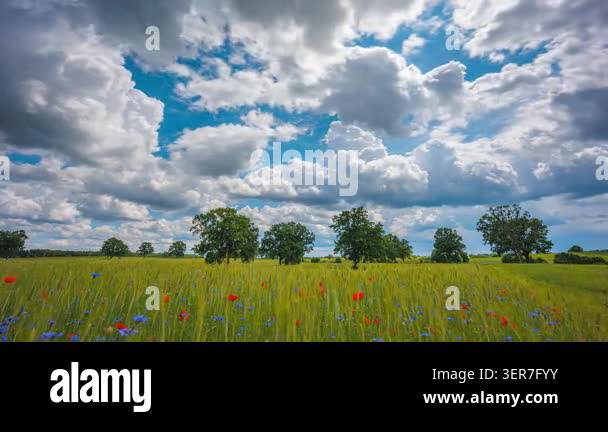 Low-angle meadow with red poppies and scattered trees under dramatic ...
