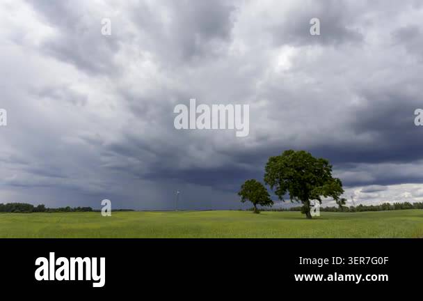Low-angle meadow with red poppies and oak trees under dramatic sky ...