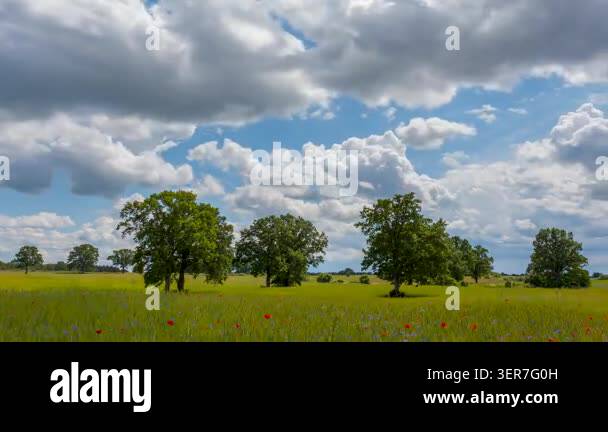 Low-angle meadow with red poppies and oak trees under dramatic sky ...