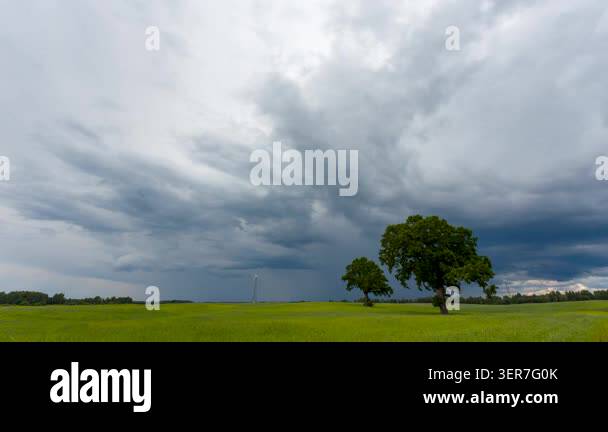 Low-angle meadow with red poppies and oak trees under dramatic sky ...