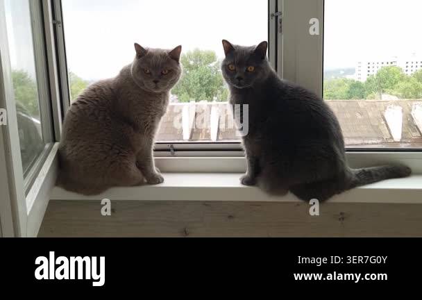 Two fluffy British Shorthair cats sit side by side on a white window ...