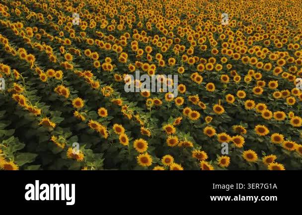 Beautiful golden sunflower field blooming on a sunny summer day. Aerial ...
