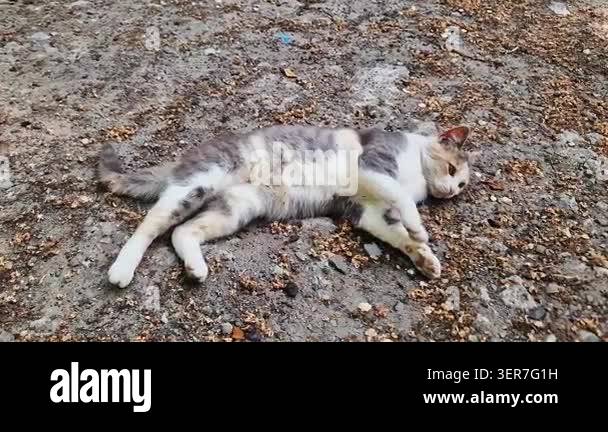 A tricolor calico cat lies on a gravel surface with dried leaves and ...