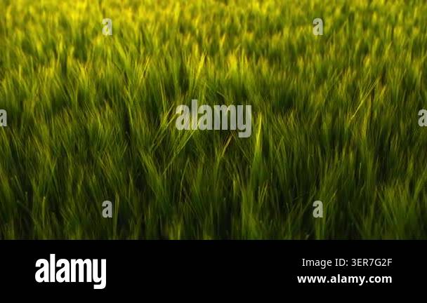 Green wheat field swaying in the breeze during a summer evening. The ...