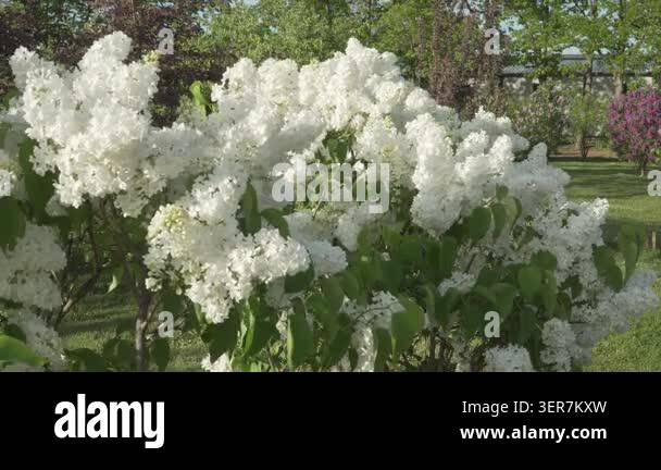 Lush white clusters of 'Konigin Luise' lilac blossoms gleam under ...