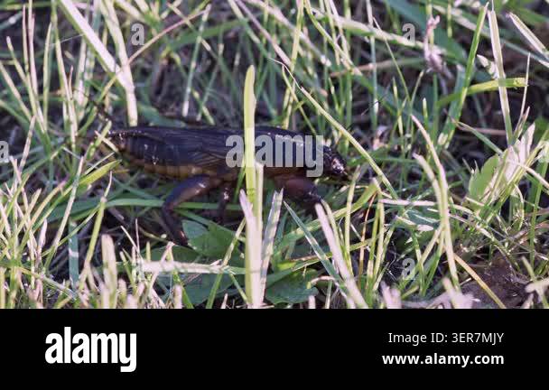 A detailed macro shot of a wild mole cricket Gryllotalpidae slowly ...