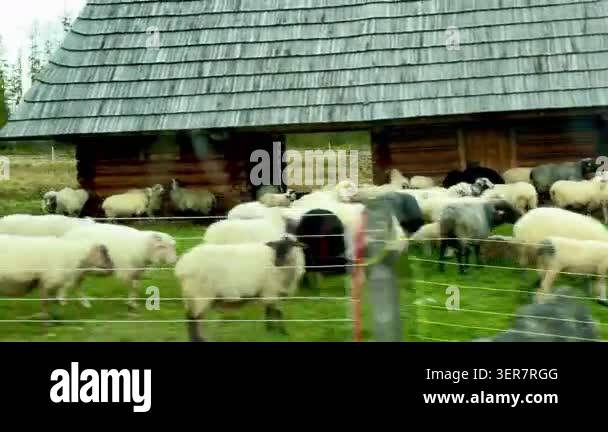 Slow motion of sheep grazing peacefully beside a mountain road with the ...