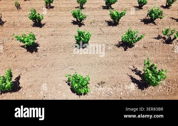 Aerial view of vineyard rows on dry Mediterranean farmland Stock Video ...