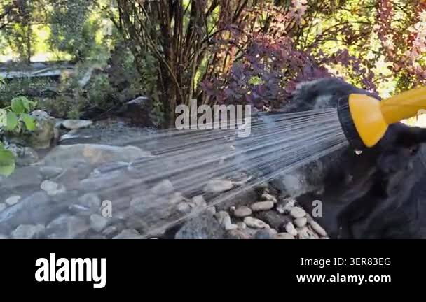 A Cane Corso dog drinks water from a yellow spray hose on a sunny ...