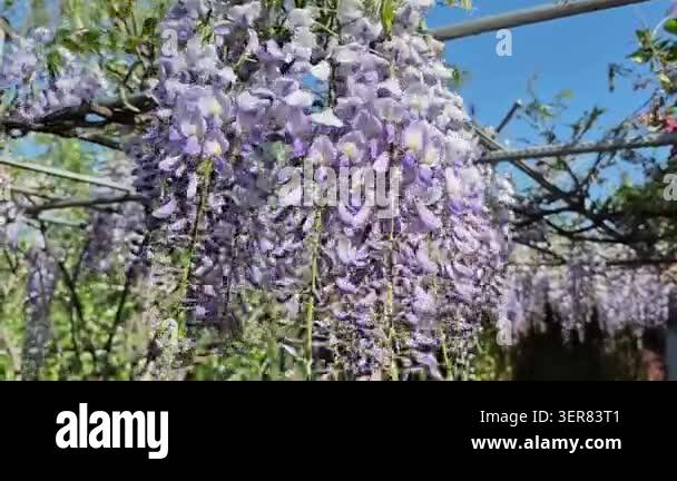 Wisteria Murasaki-noda or Wisteria floribunda is a spectacular ...