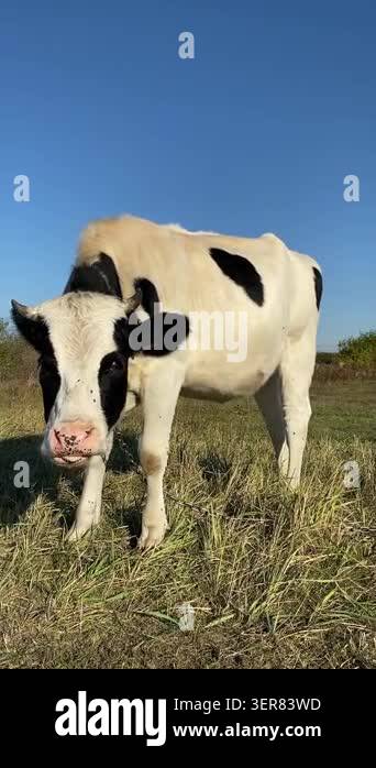 Vertical cow grazing on a green meadow in summer countryside. Organic ...