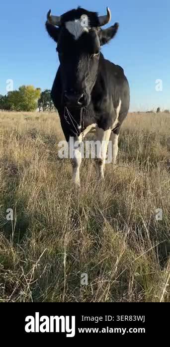 Vertical cow grazing on a green meadow in summer countryside. Organic ...
