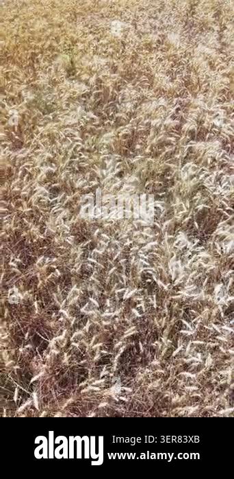 Top view of ripe wheat ears forming natural agricultural texture Stock ...
