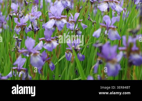 Stockholm, Sweden Bright purple Iris flowers growing in a field Stock ...